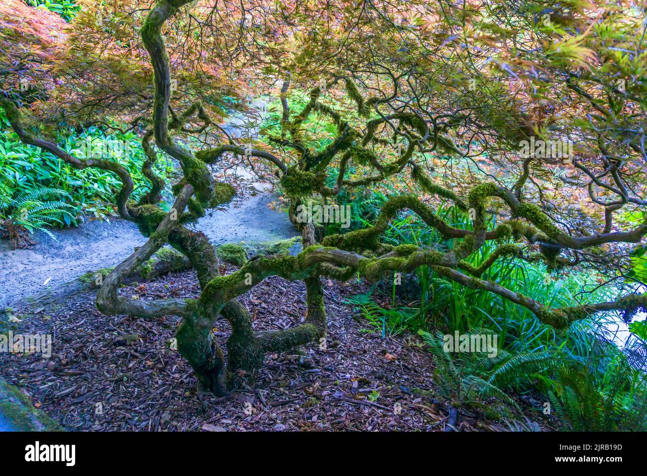 Branches on a Japanese Maple tree in a garde in Renton, Washington ...