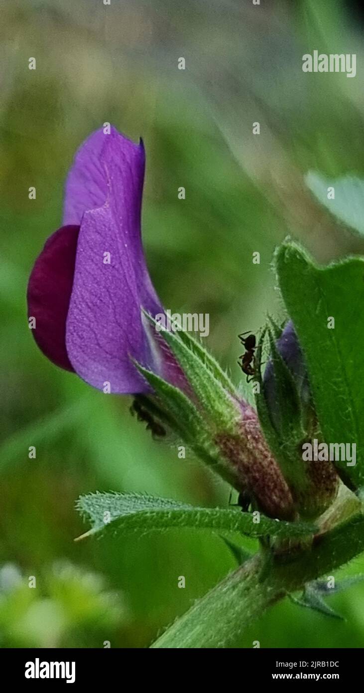 A shallow focus shot of ants crawling on common vetch flower and buds ...