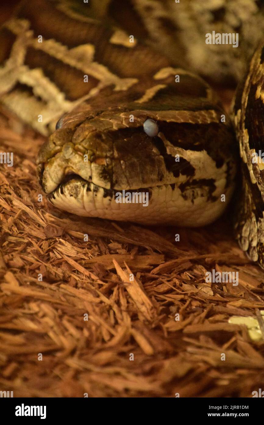 Milky eyes on a Burmese Python coiled on wood chips Stock Photo - Alamy