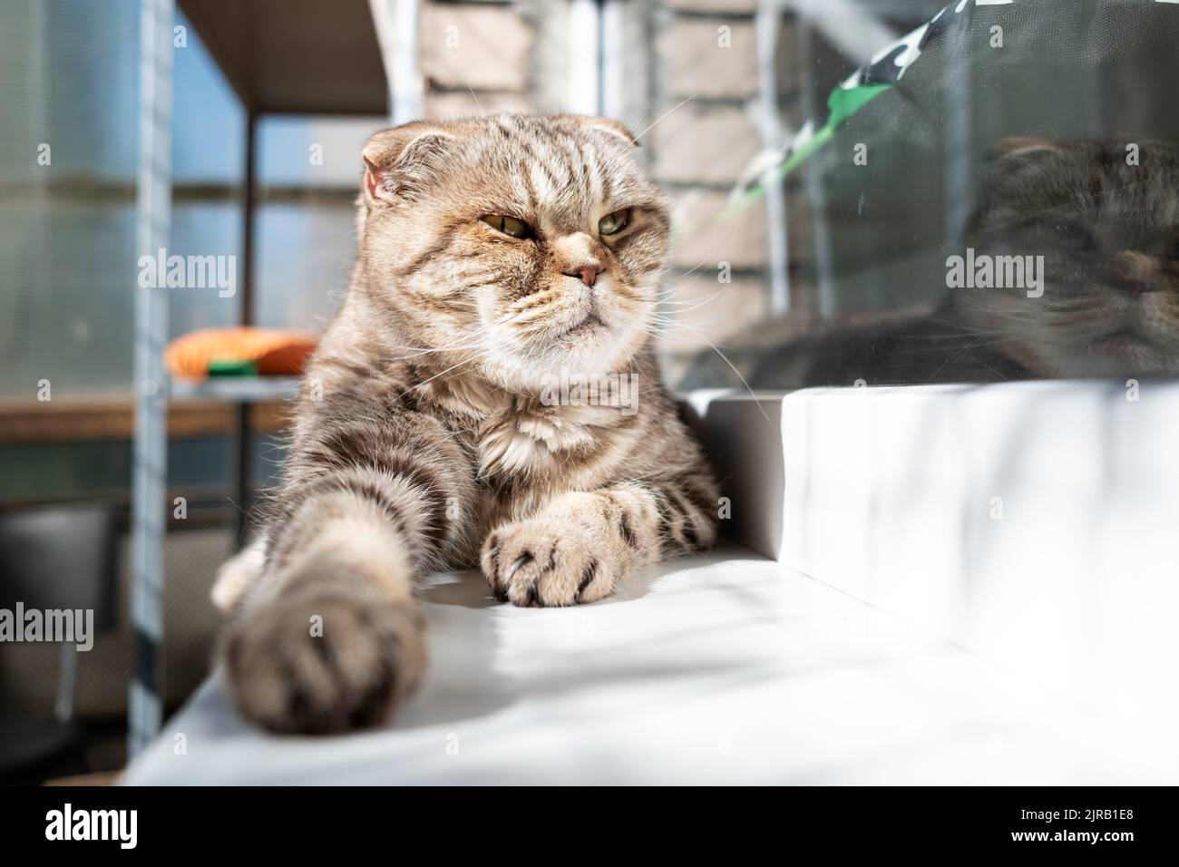 Sad cat, Scottish Fold lies on the windowsill and looks thoughtfully ...