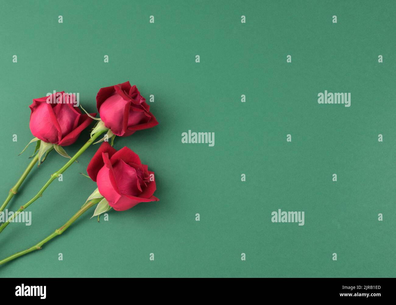 Red rose flower stem bunch flat lay top view on neutral dark green ...