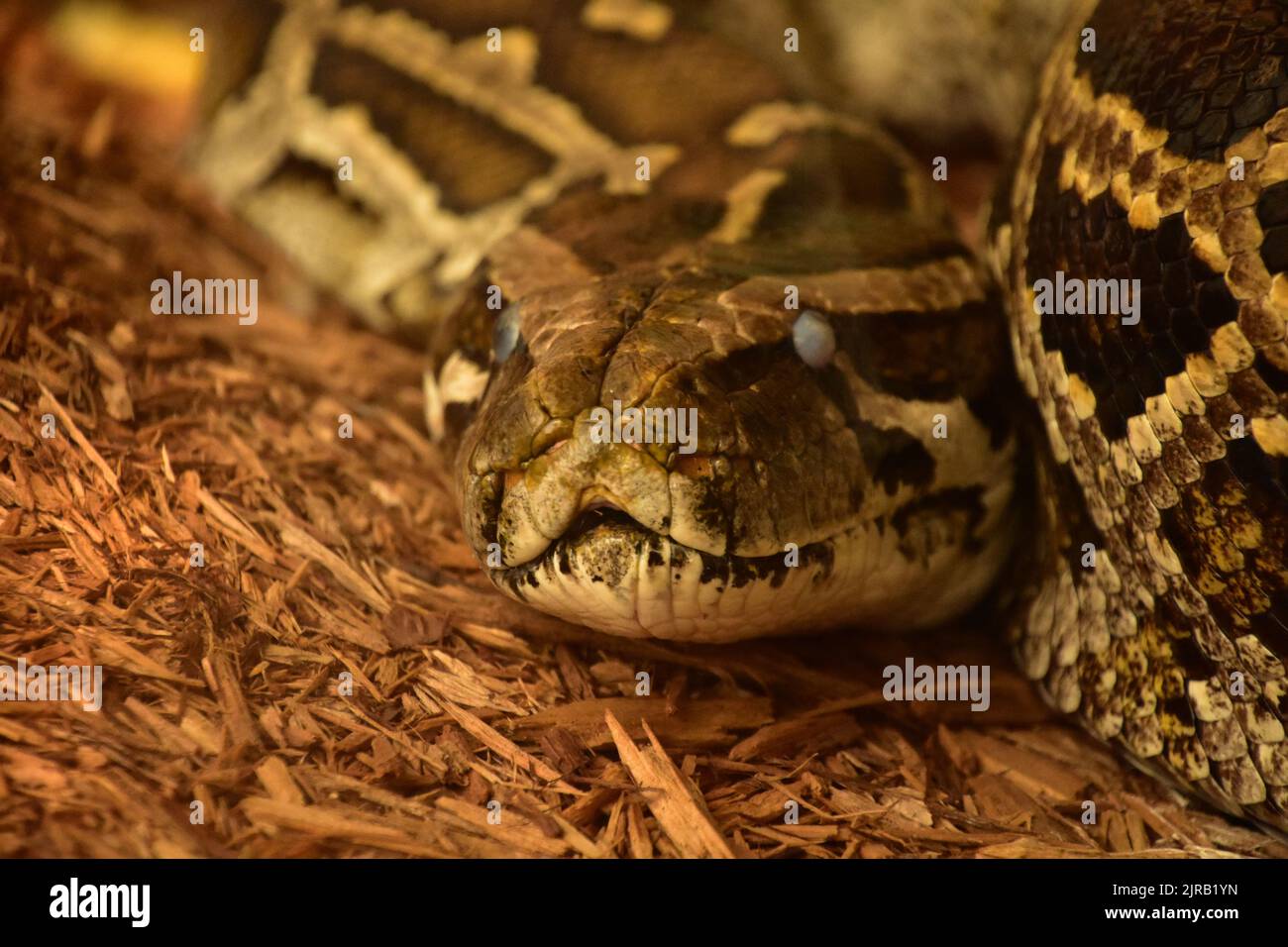 Direct look into the face of a python coiled on wood chips Stock Photo ...