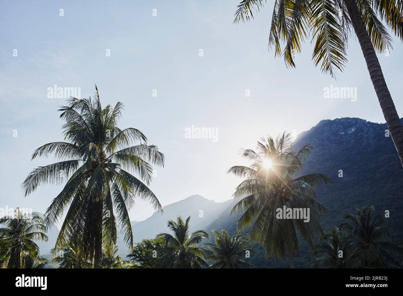 Sun through leaves tree hi-res stock photography and images - Alamy