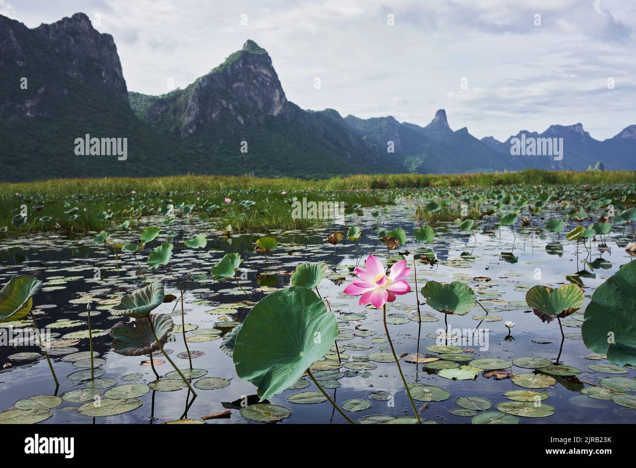 Pink lotus flower floating in lake Stock Photo - Alamy