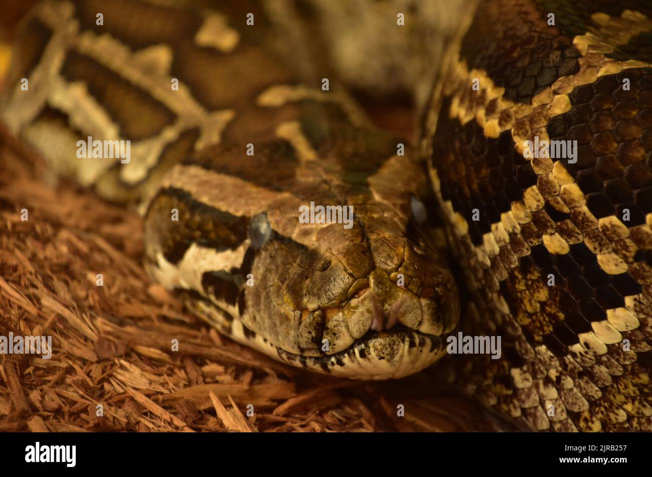 Fantastic up close look at a Burmese Python snake coiled up Stock Photo ...
