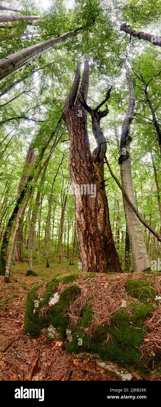 Crna poda forest reserve. Old Pinus nigra trees in the Tara river ...