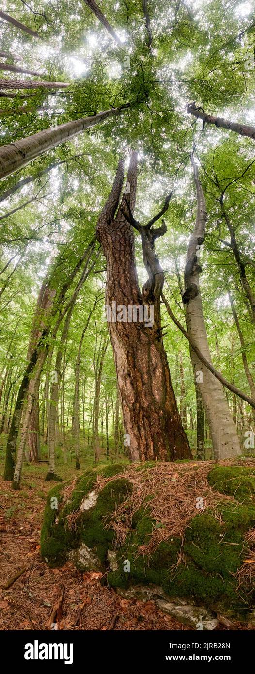 Crna poda forest reserve. Old Pinus nigra trees in the Tara river ...