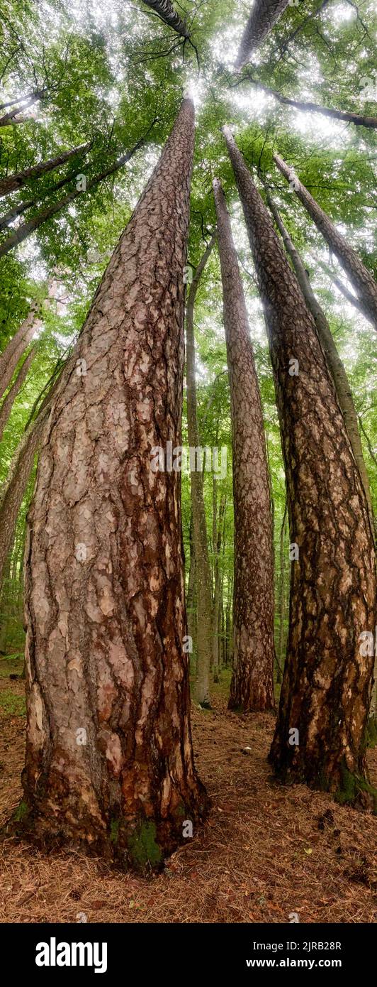 Crna poda forest reserve. Old Pinus nigra trees in the Tara river ...