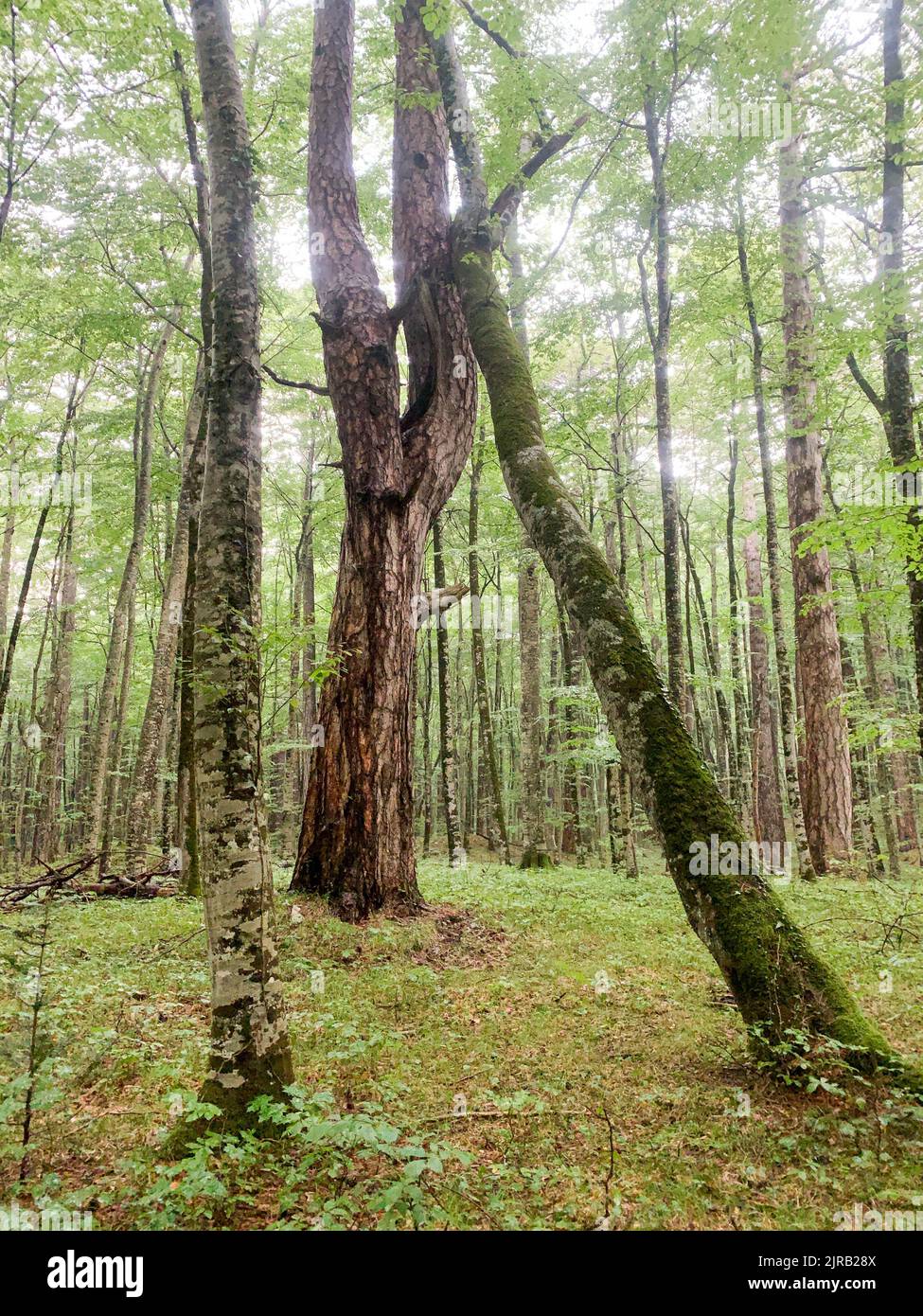 Crna poda forest reserve. Old Pinus nigra trees in the Tara river ...