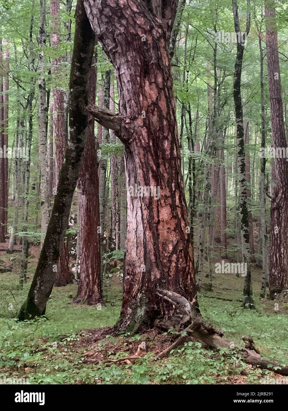 Crna poda forest reserve. Old Pinus nigra trees in the Tara river ...