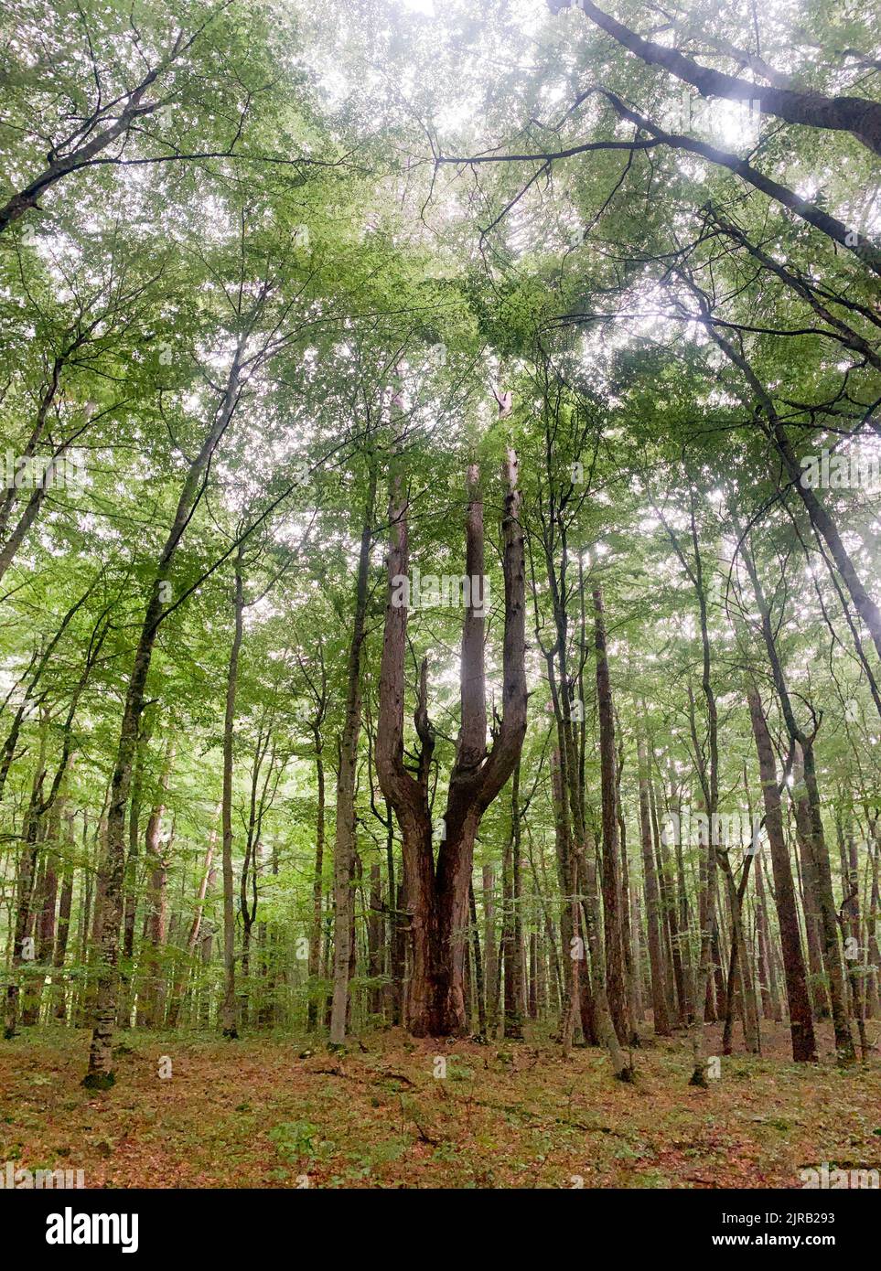 Crna poda forest reserve. Old Pinus nigra trees in the Tara river ...