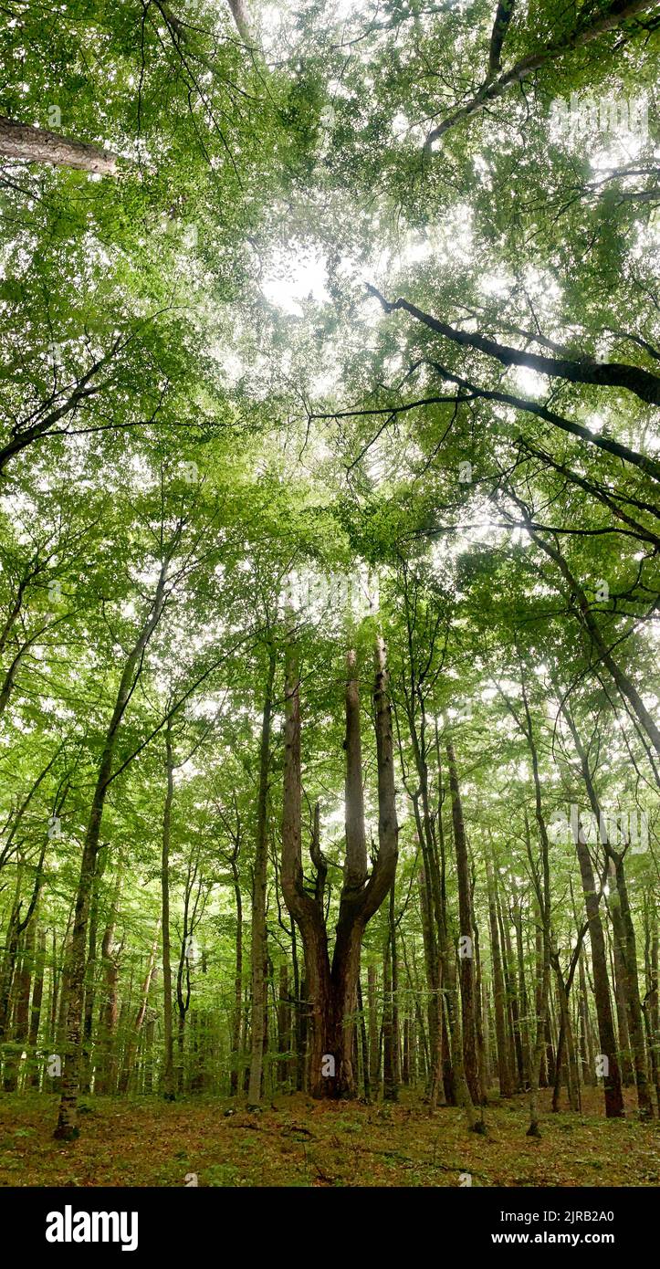 Crna poda forest reserve. Old Pinus nigra trees in the Tara river ...