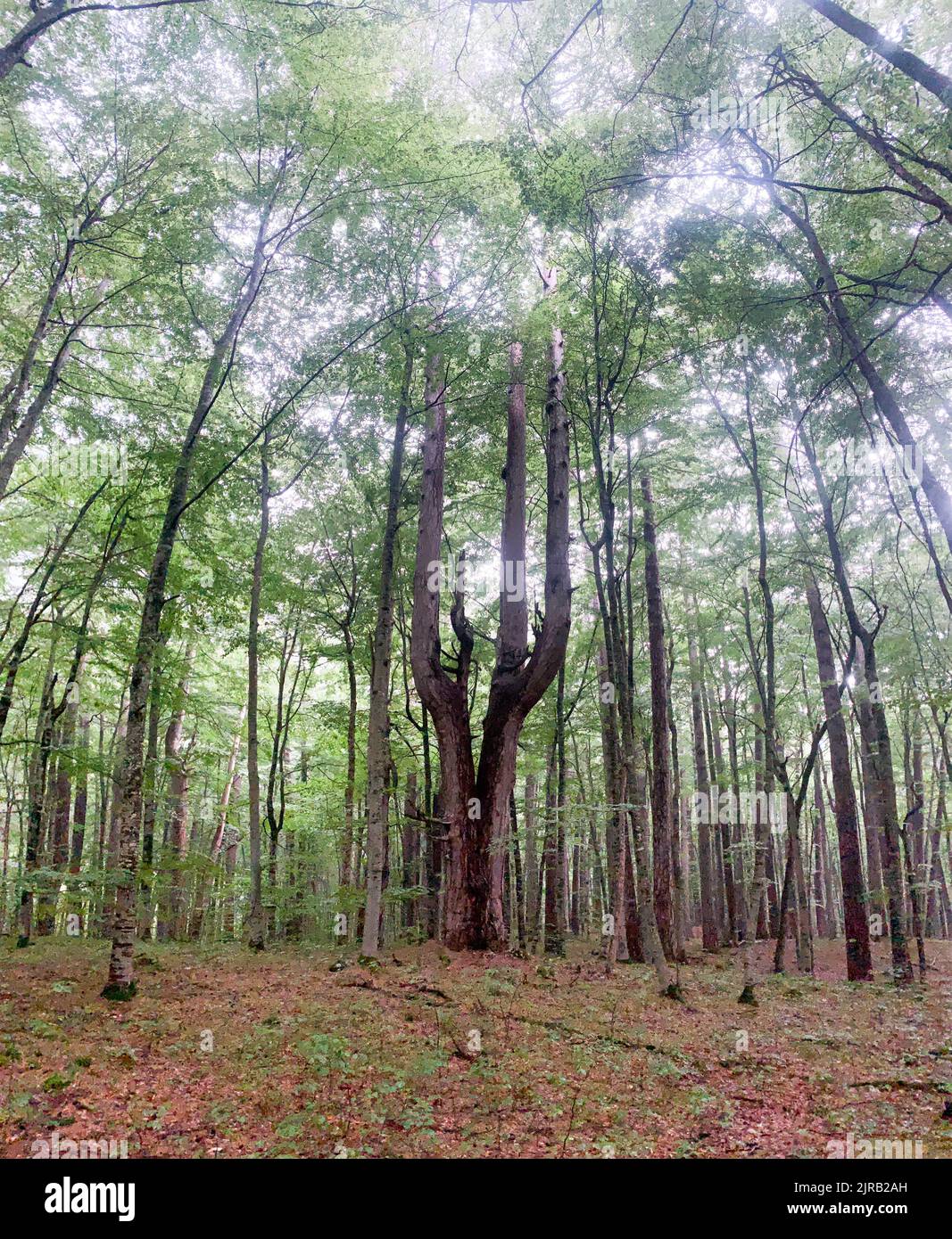 Crna poda forest reserve. Old Pinus nigra trees in the Tara river ...