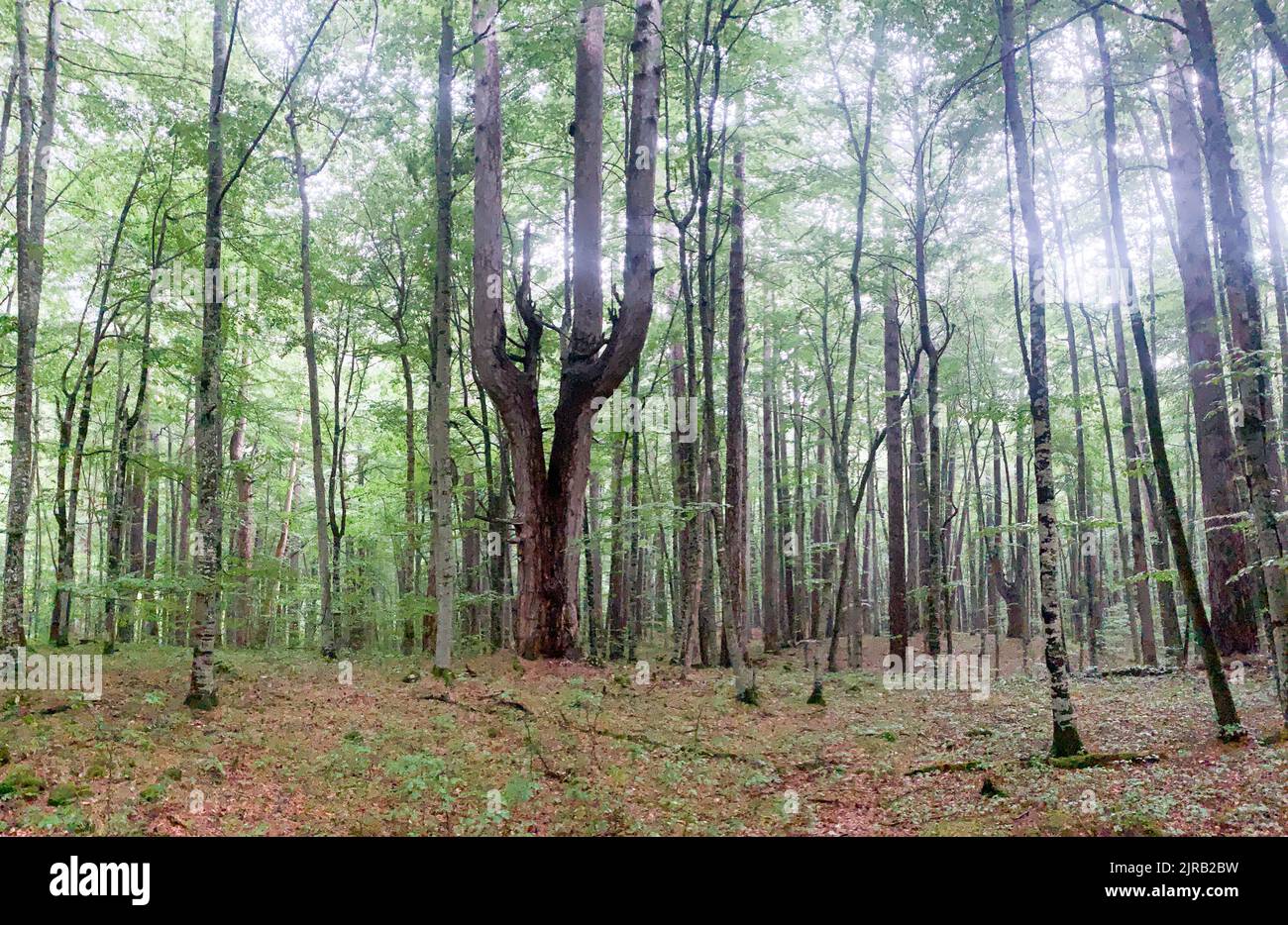 Crna poda forest reserve. Old Pinus nigra trees in the Tara river ...