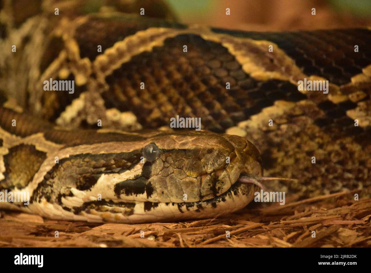 Burmese python with a forked tongue sticking out ready to strike Stock ...