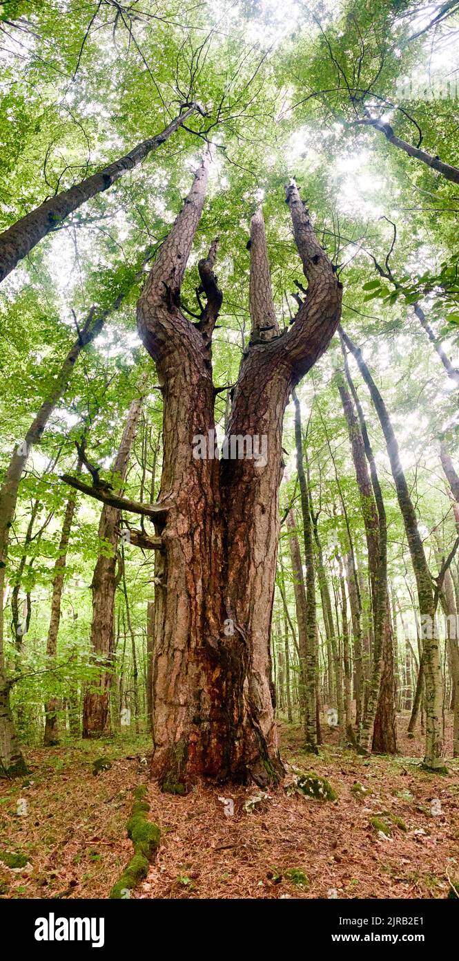 Crna poda forest reserve. Old Pinus nigra trees in the Tara river ...
