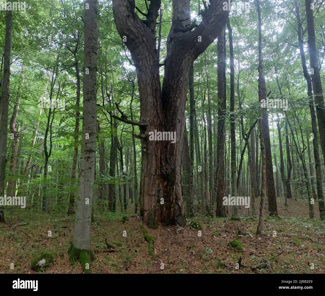 Crna poda forest reserve. Old Pinus nigra trees in the Tara river ...