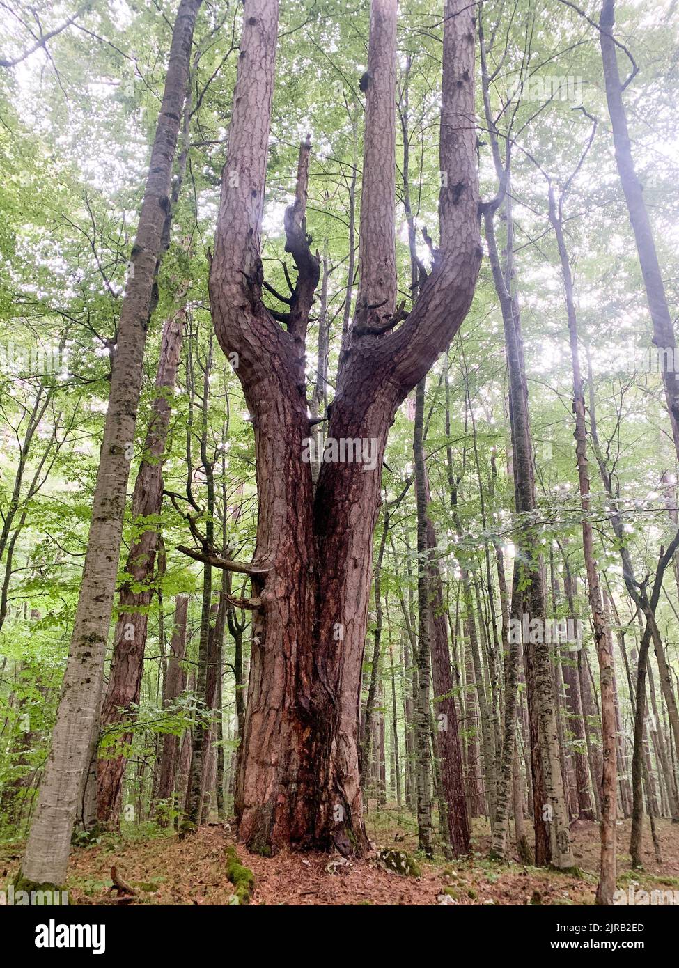 Crna poda forest reserve. Old Pinus nigra trees in the Tara river ...