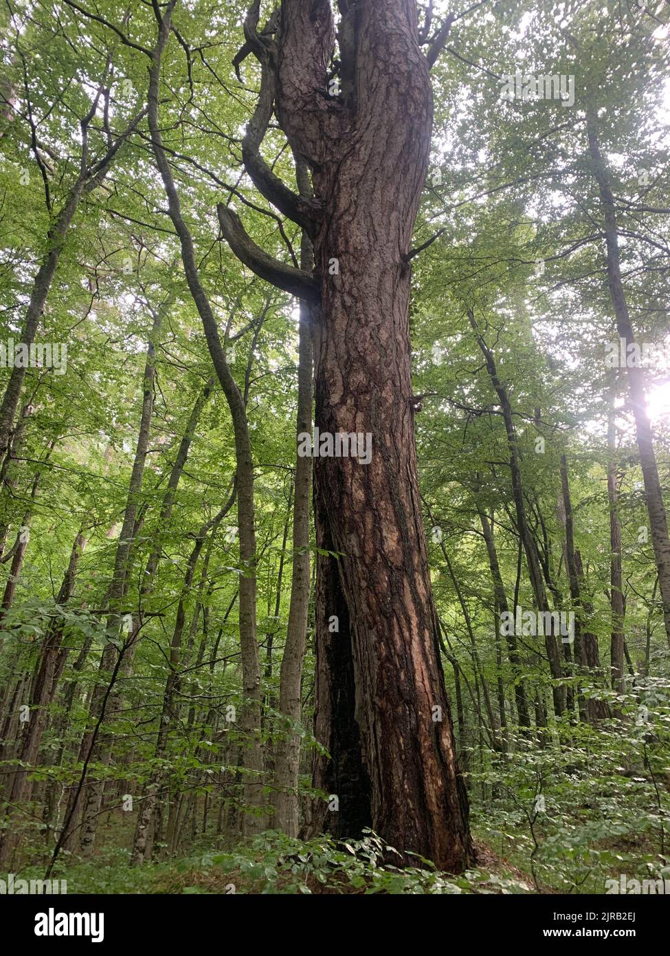 Crna poda forest reserve. Old Pinus nigra trees in the Tara river ...