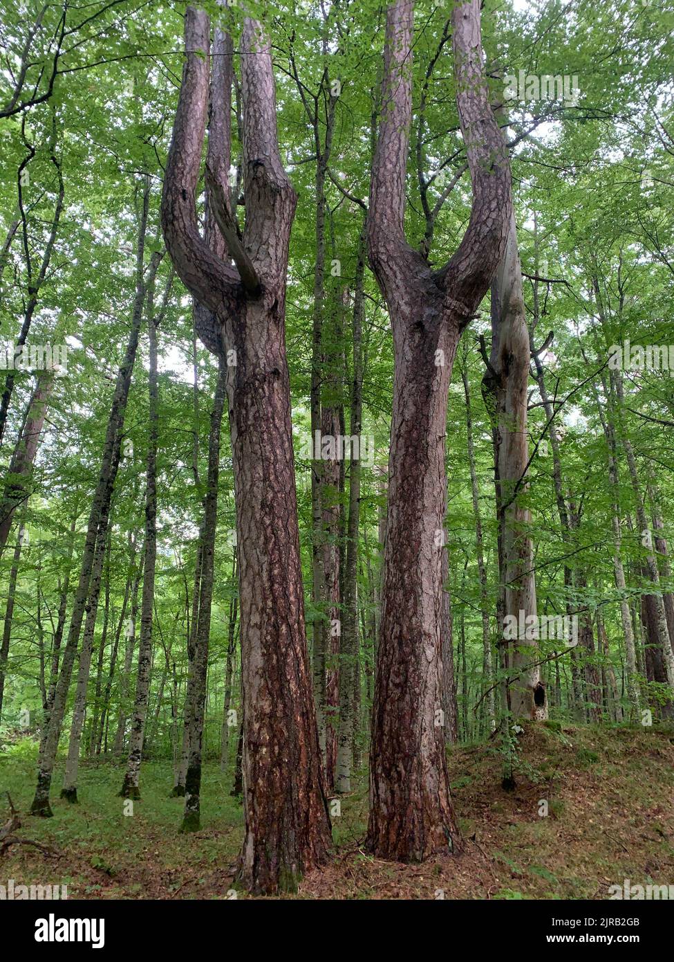 Crna poda forest reserve. Old Pinus nigra trees in the Tara river ...