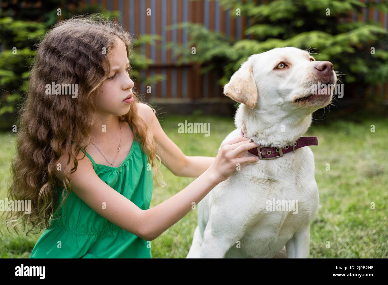 Girl adjusting dog's leash at back yard Stock Photo - Alamy
