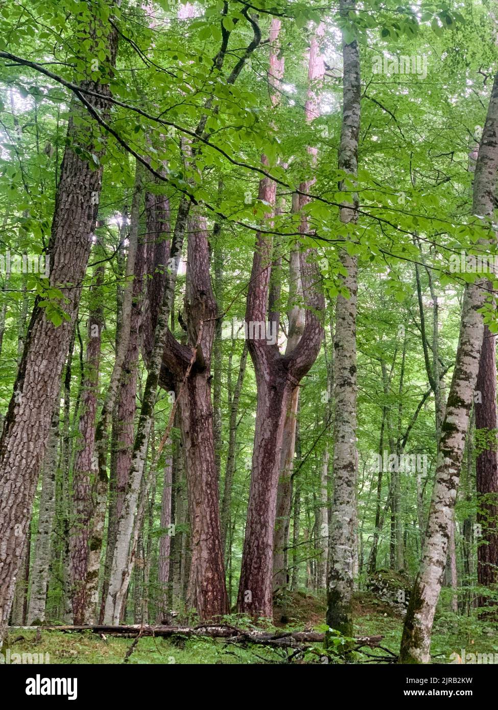Crna poda forest reserve. Old Pinus nigra trees in the Tara river ...