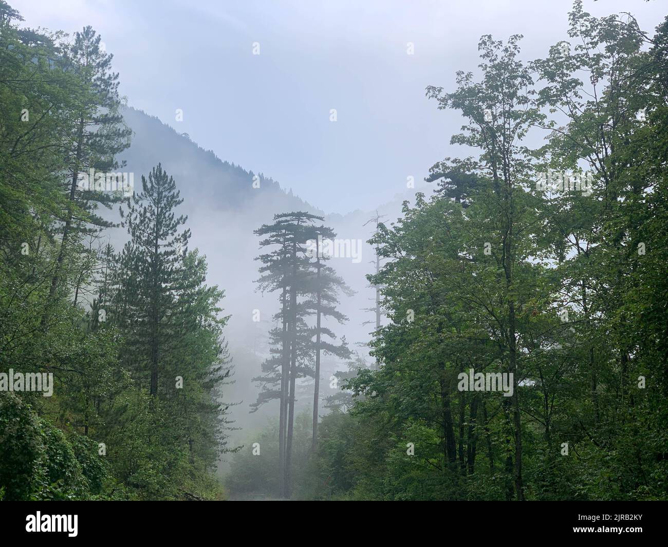 Crna poda forest reserve. Old Pinus nigra trees in the Tara river ...