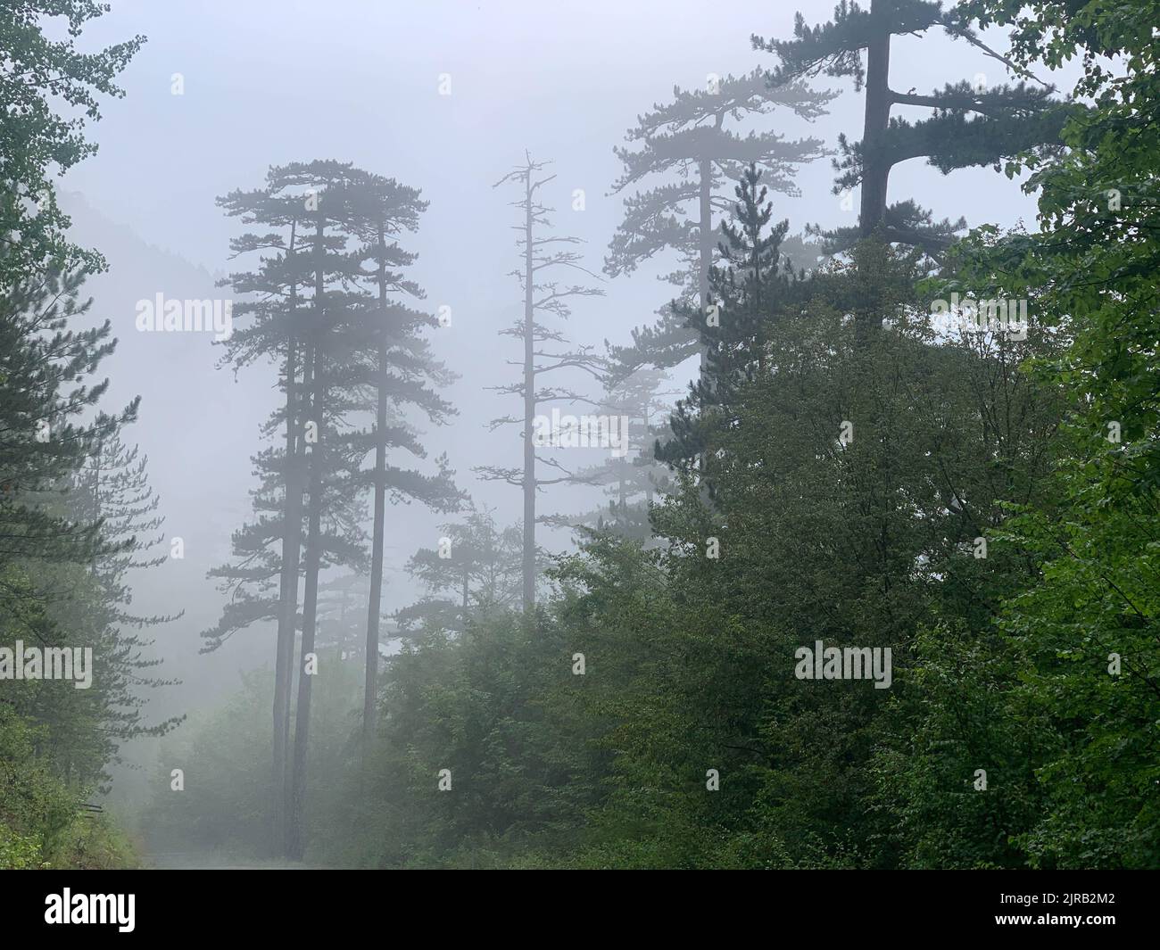Crna poda forest reserve. Old Pinus nigra trees in the Tara river ...