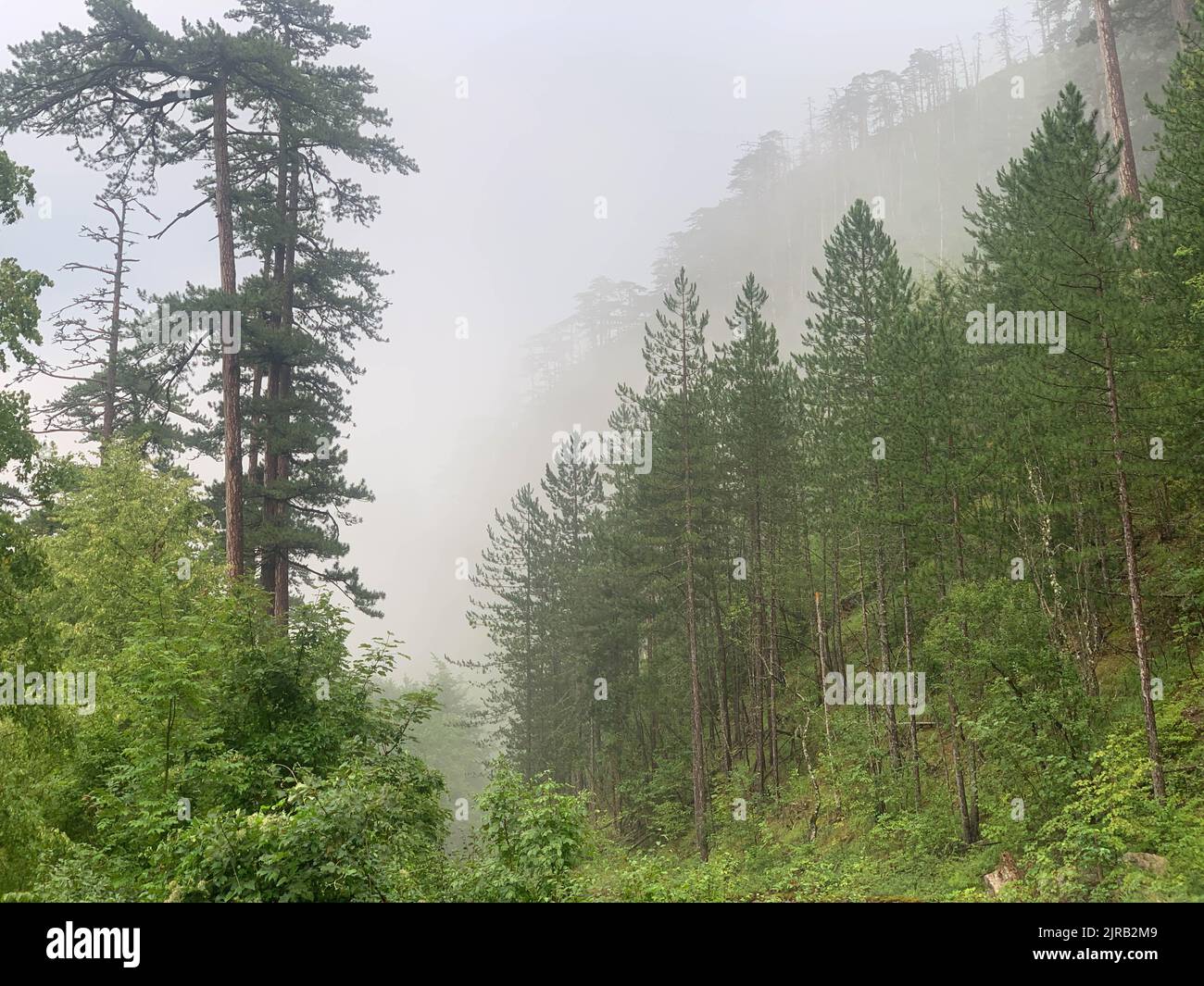 Crna poda forest reserve. Old Pinus nigra trees in the Tara river ...