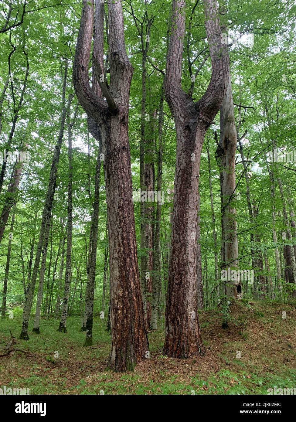 Crna poda forest reserve. Old Pinus nigra trees in the Tara river ...