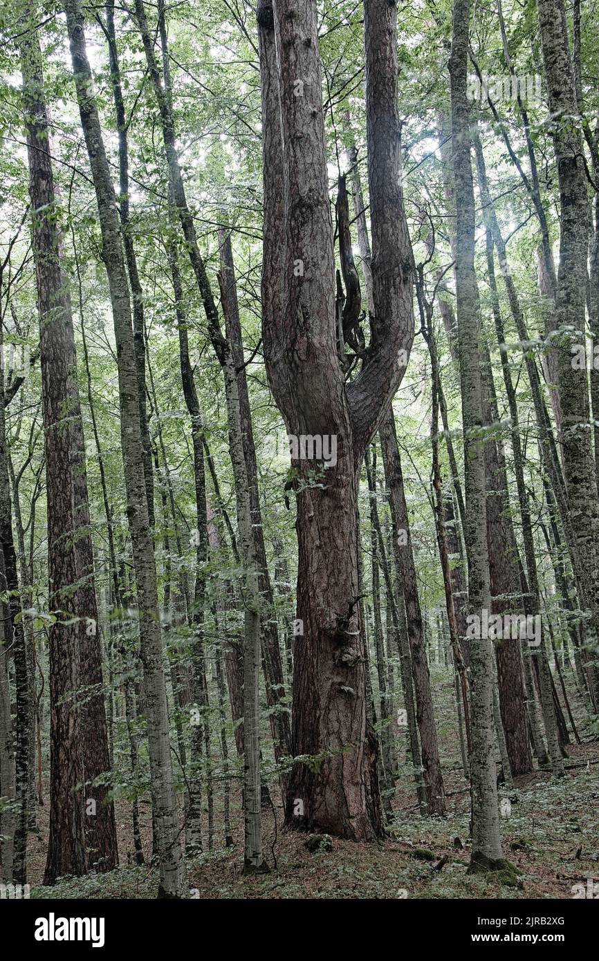 Crna poda forest reserve. Old Pinus nigra trees in the Tara river ...