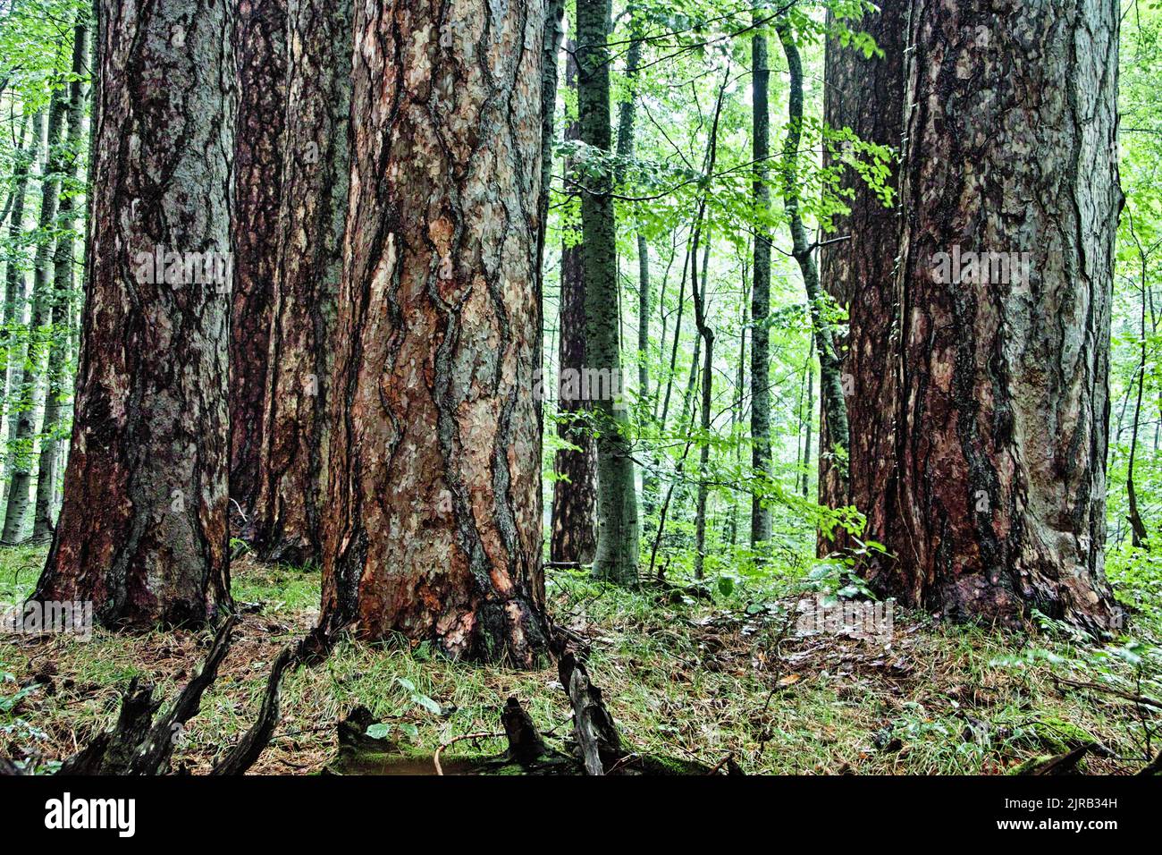 Crna poda forest reserve. Old Pinus nigra trees in the Tara river ...