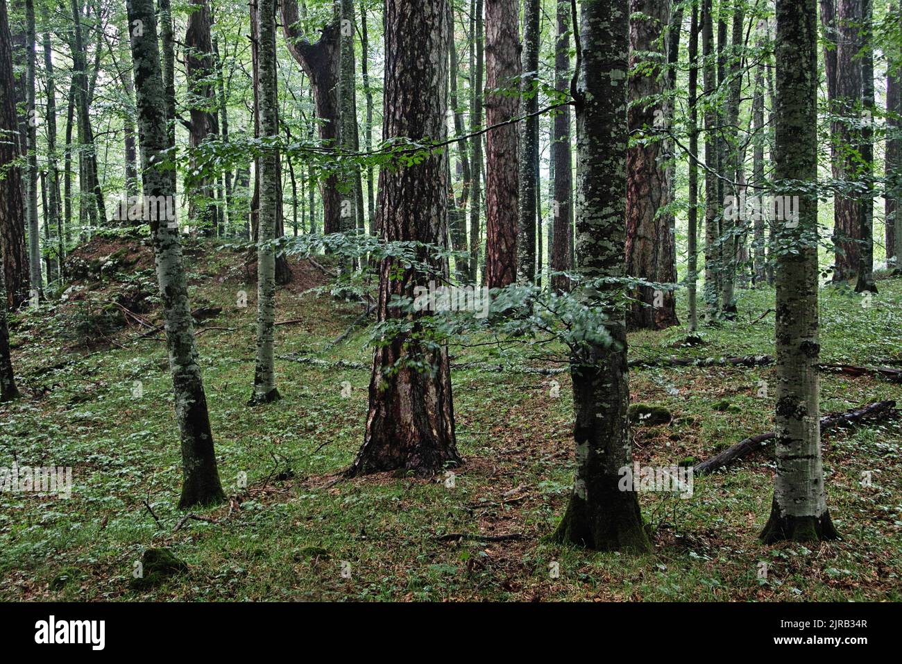 Crna poda forest reserve. Old Pinus nigra trees in the Tara river ...