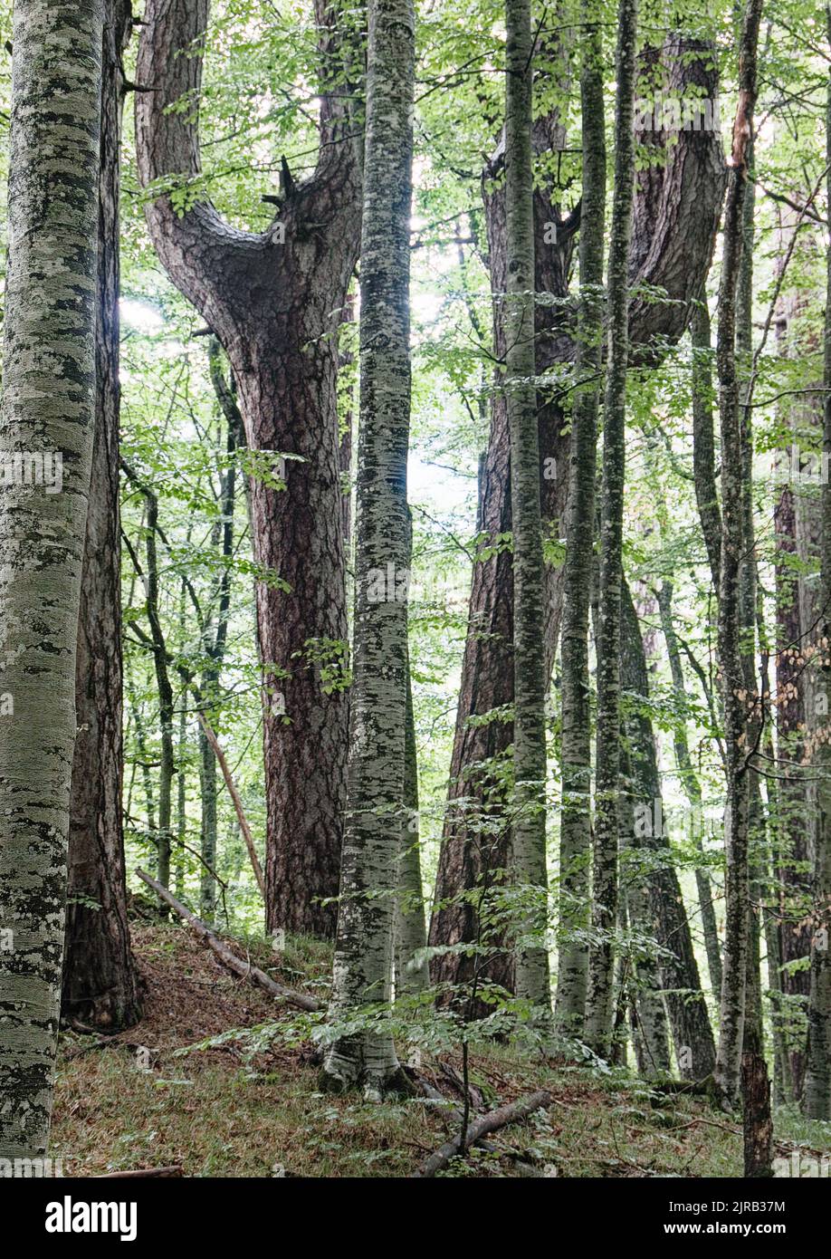 Crna poda forest reserve. Old Pinus nigra trees in the Tara river ...