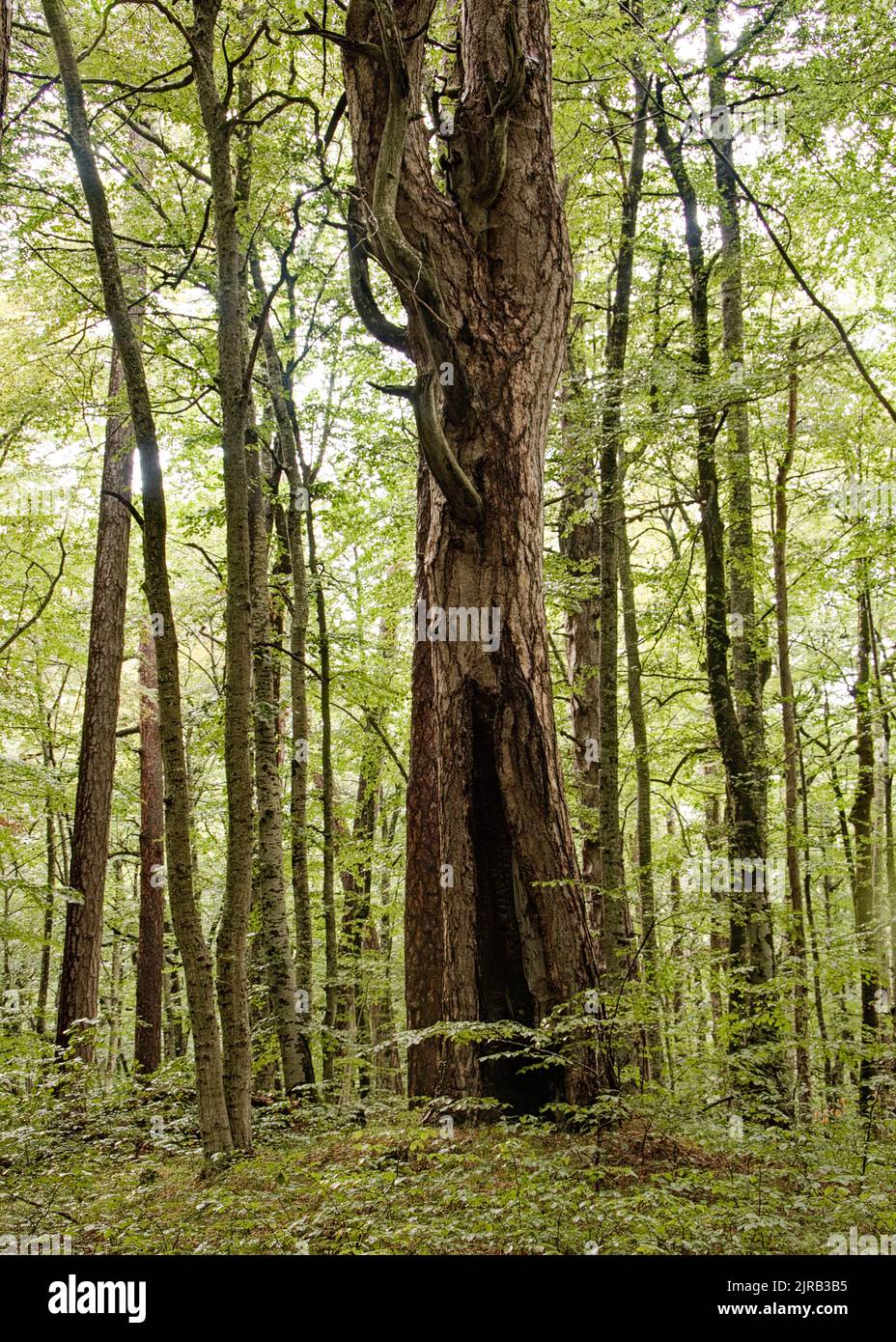 Crna poda forest reserve. Old Pinus nigra trees in the Tara river ...