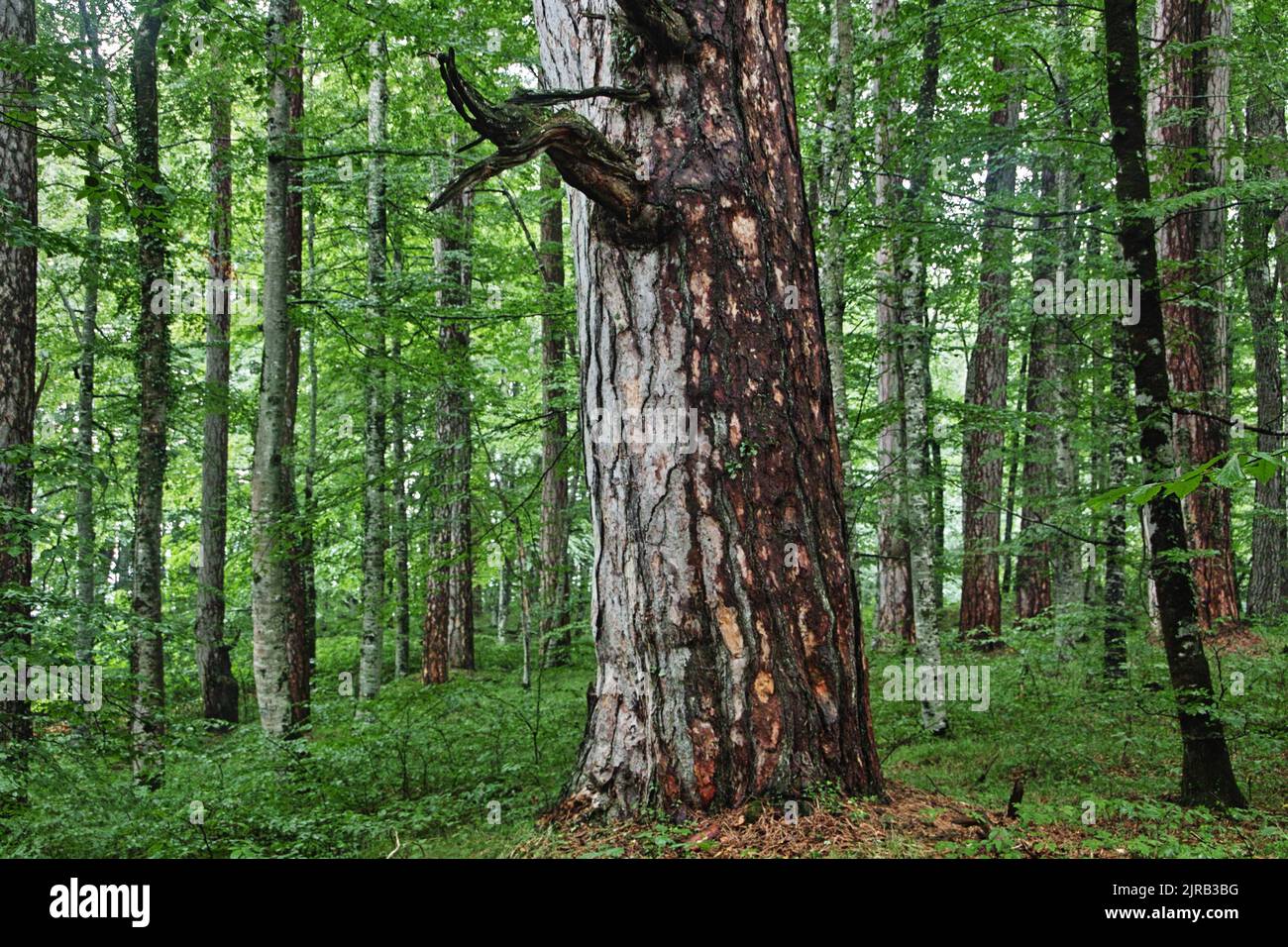 Crna poda forest reserve. Old Pinus nigra trees in the Tara river ...