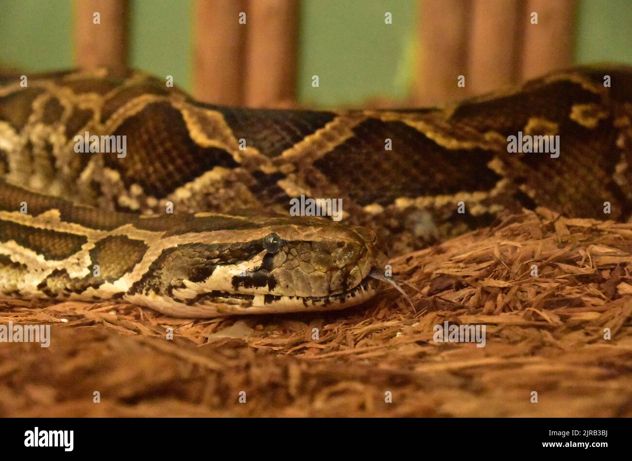 Burmese python snake with a forked tongue sticking out Stock Photo - Alamy