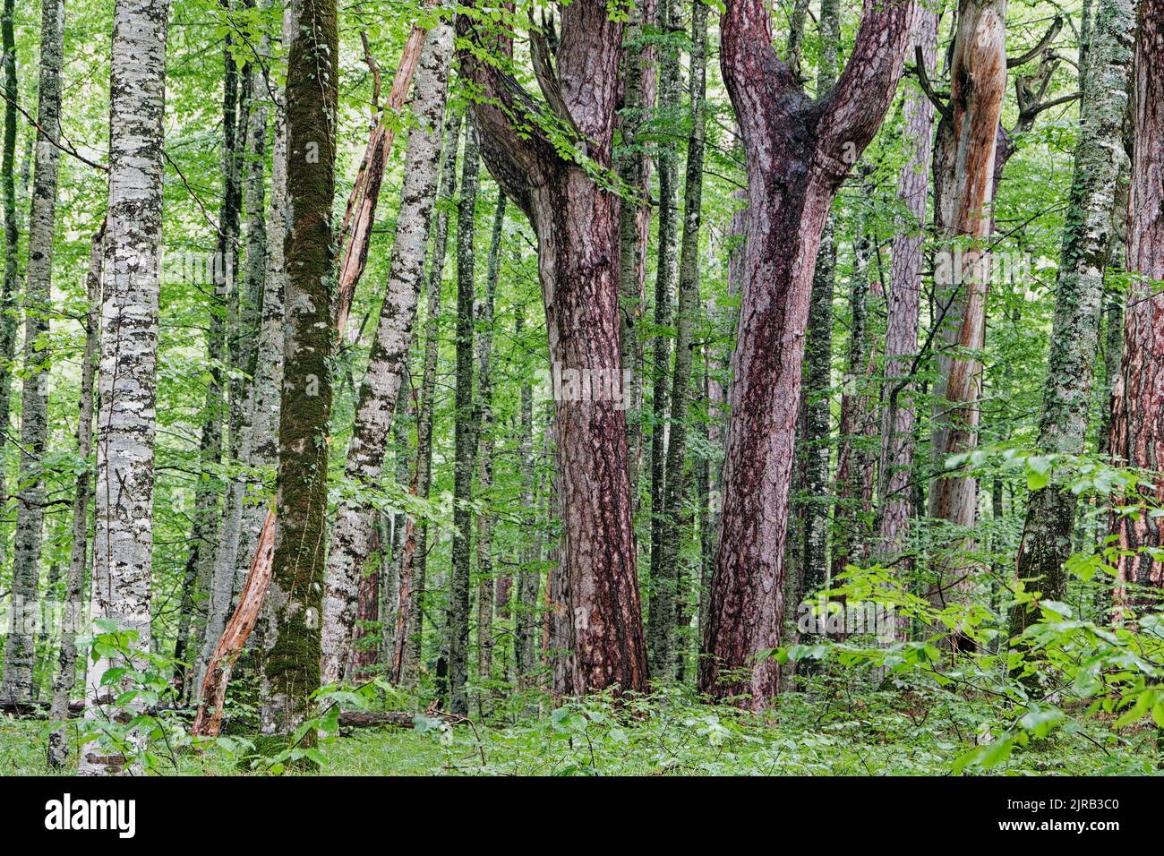 Crna poda forest reserve. Old Pinus nigra trees in the Tara river ...