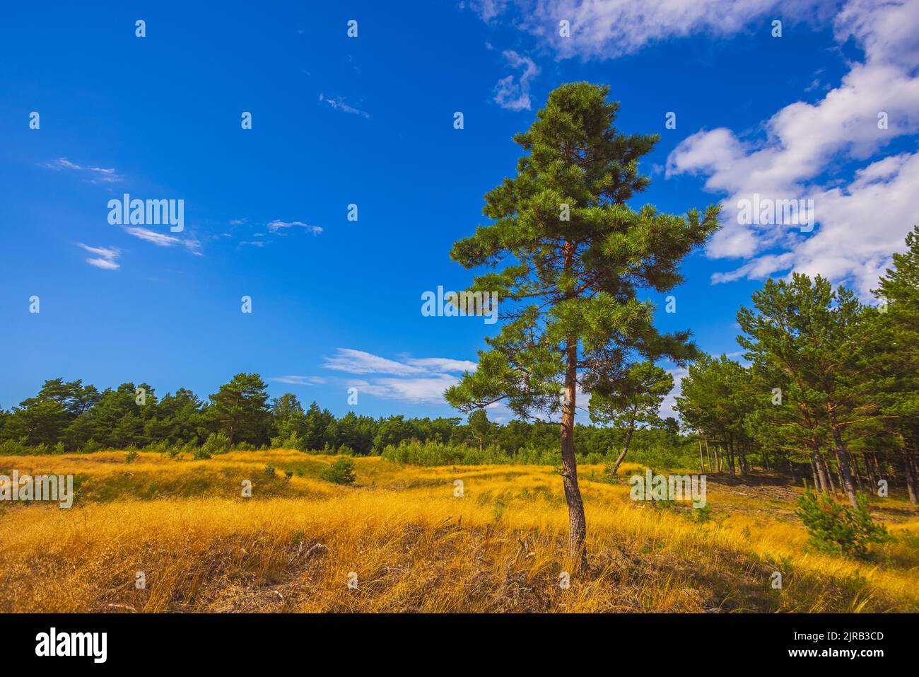 The desertic landscape of the Curonian Spit, Lithuania Stock Photo - Alamy