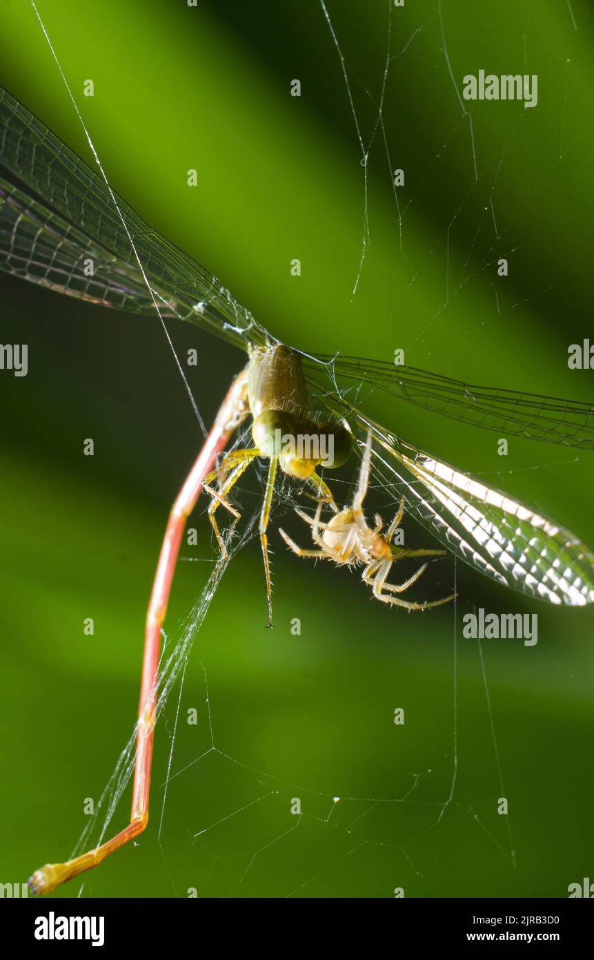 A closeup of grasshopper and spider with spider web isolated in green ...