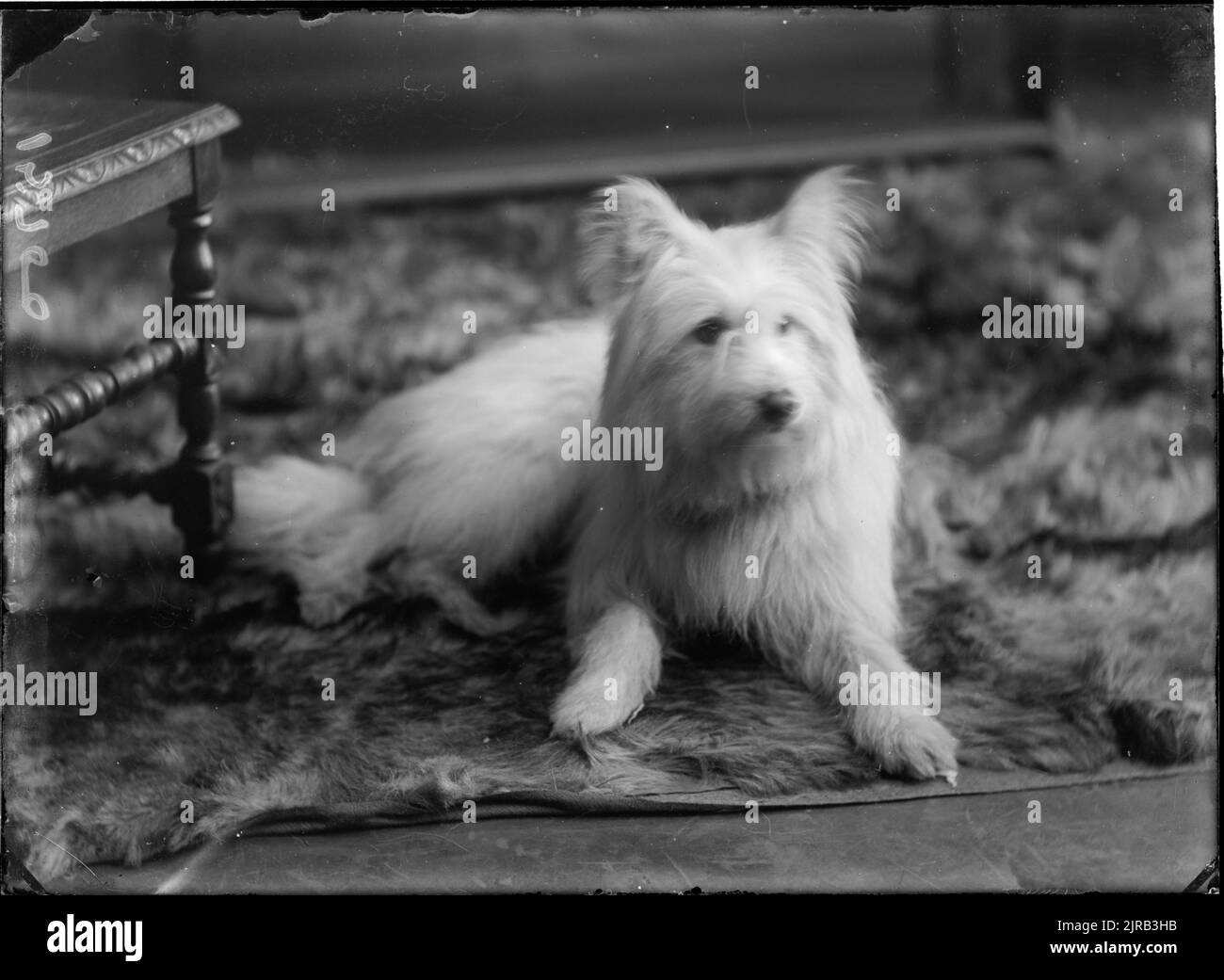 Dog - Freeman, circa 1920, Wellington, by Berry & Co Stock Photo - Alamy