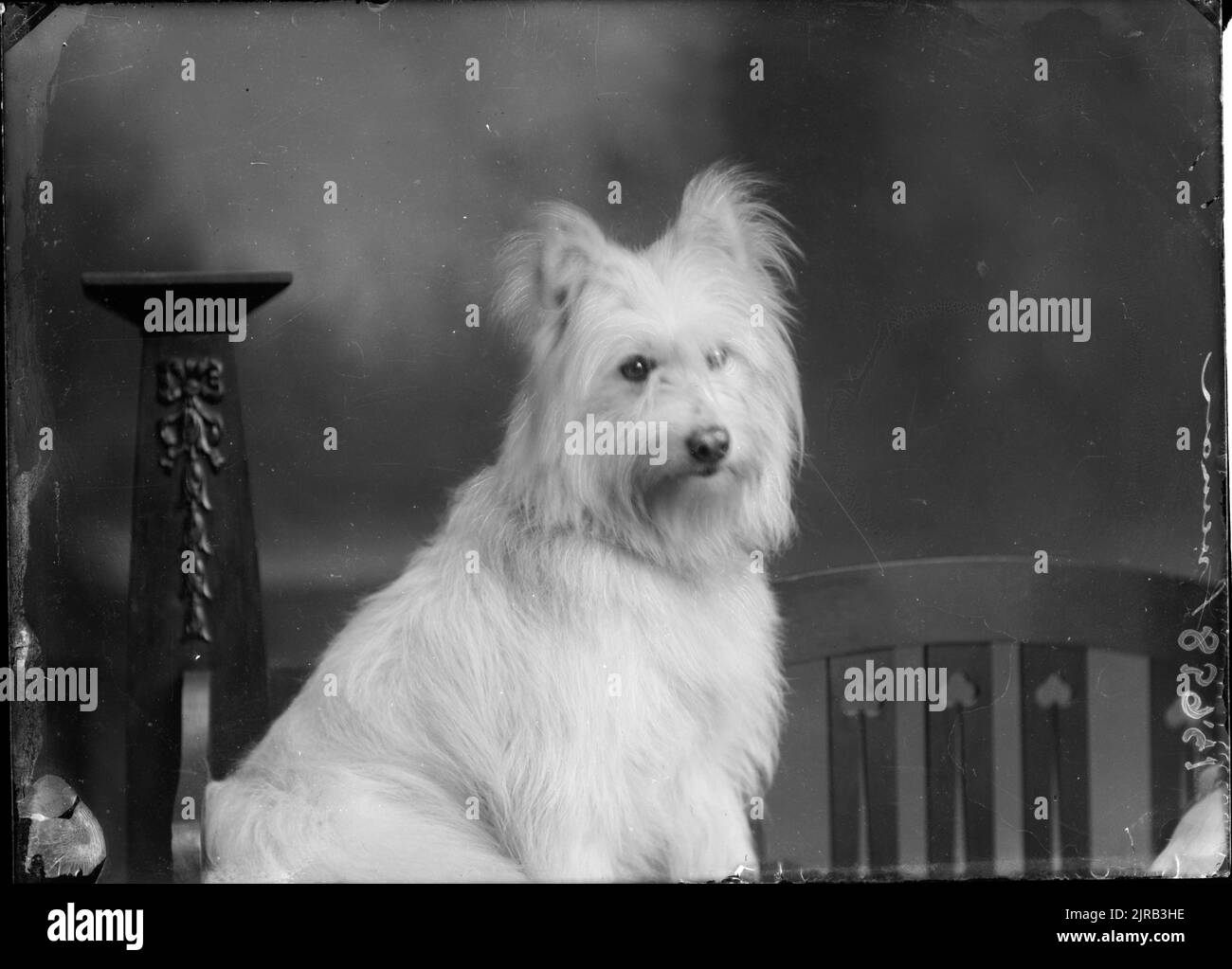 Dog - Freeman, circa 1920, Wellington, by Berry & Co Stock Photo - Alamy