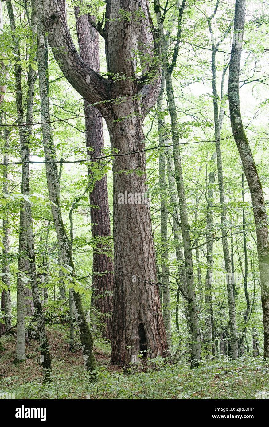 Crna poda forest reserve. Old Pinus nigra trees in the Tara river ...
