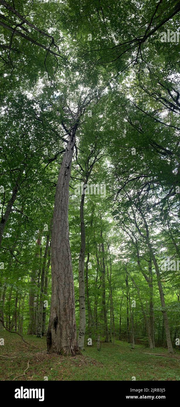 Crna poda hi-res stock photography and images - Alamy