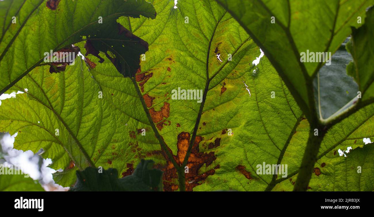 Botanical Art Abstract - Sensory Cinematic - Plant Leaf Detail Stock ...