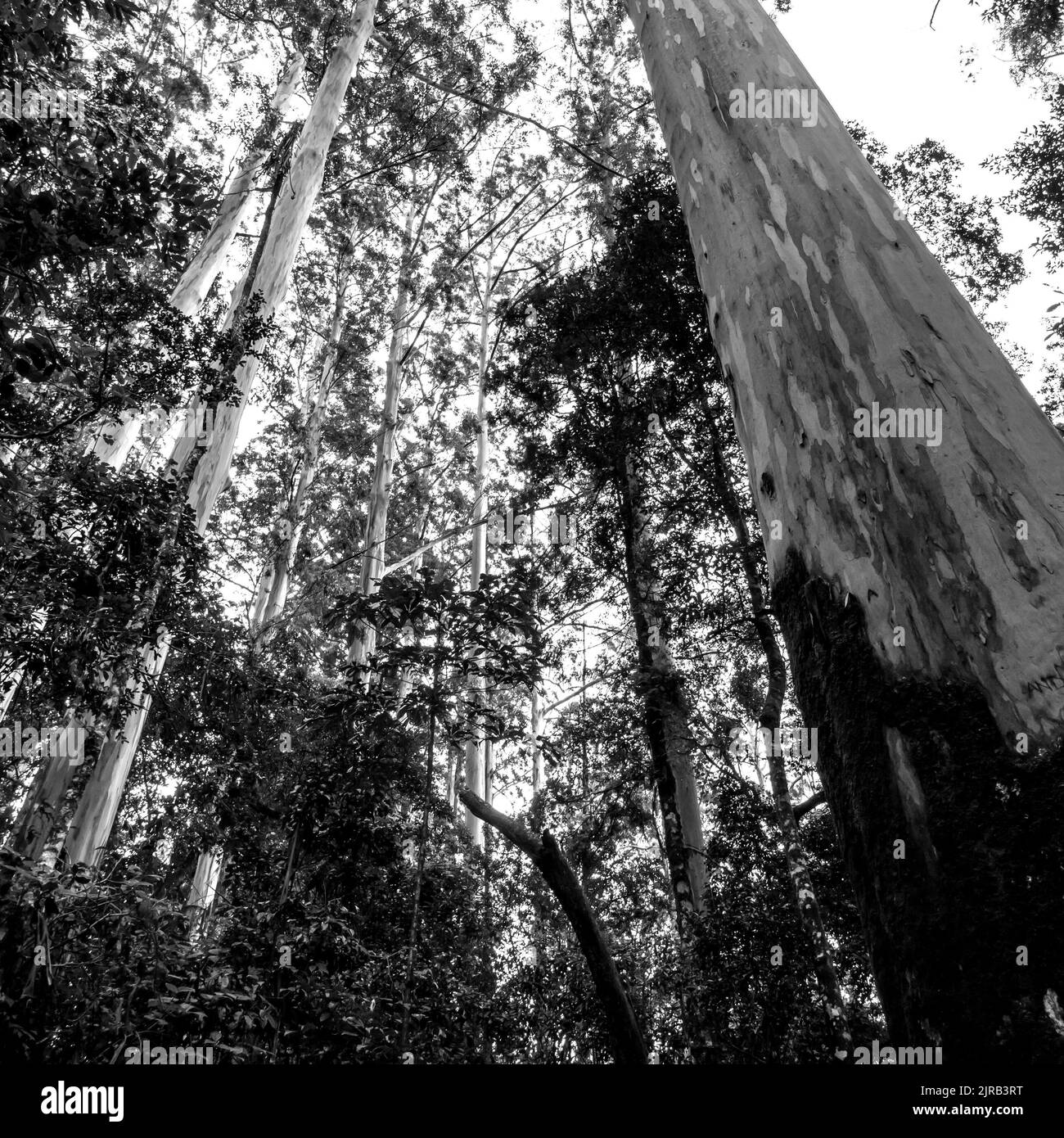 Eucalyptus trees blue mountains Black and White Stock Photos & Images ... Eucalyptus trees blue mountains Black and White Stock Photos & Images ...