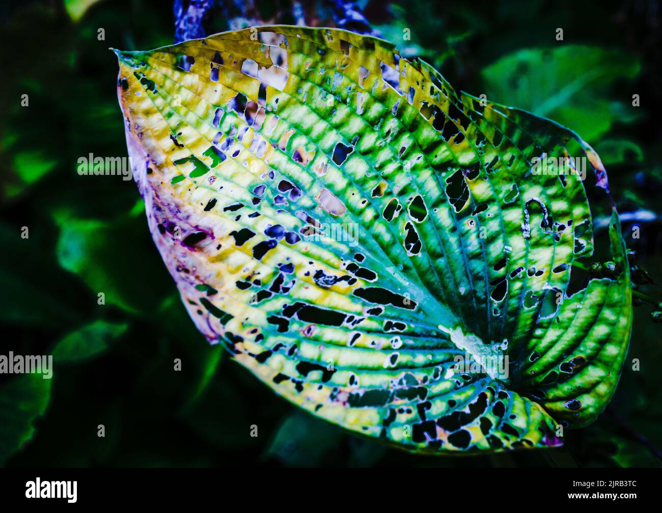 Botanical Art & Science Abstract - Skeleton-like holes through a plant ...