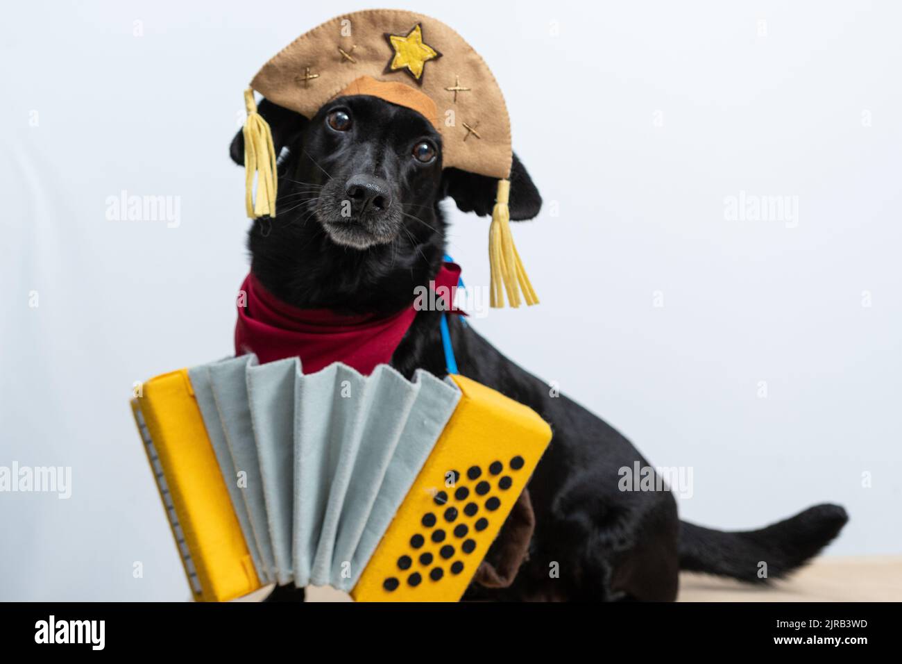 A black Labrador Retriever in a cangaceiro hat red bandana and ...