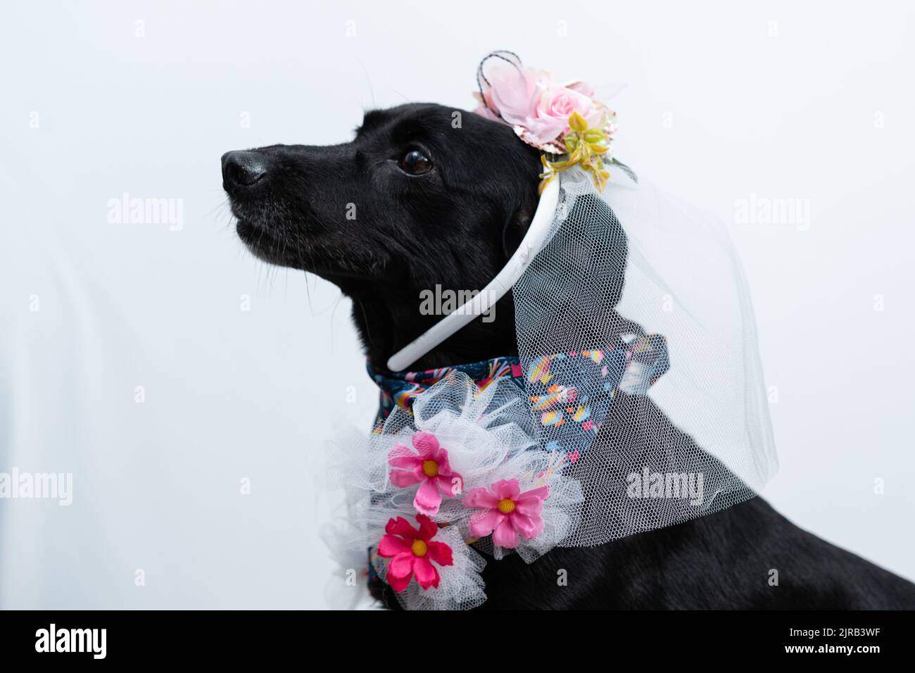 A black Labrador Retriever in festive bridal costume with white ...