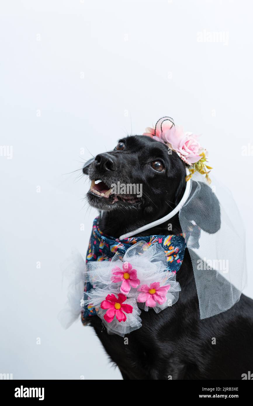 A black Labrador Retriever in festive bridal costume with white ...